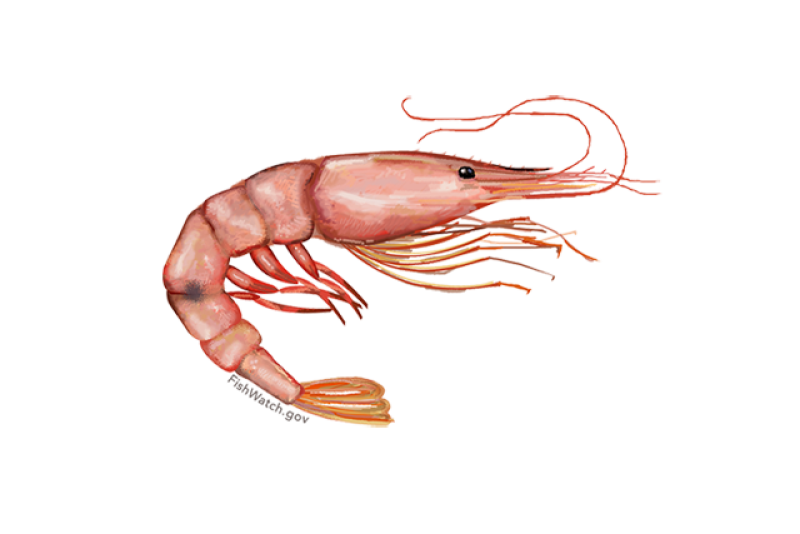 Are pink shrimp endangered?