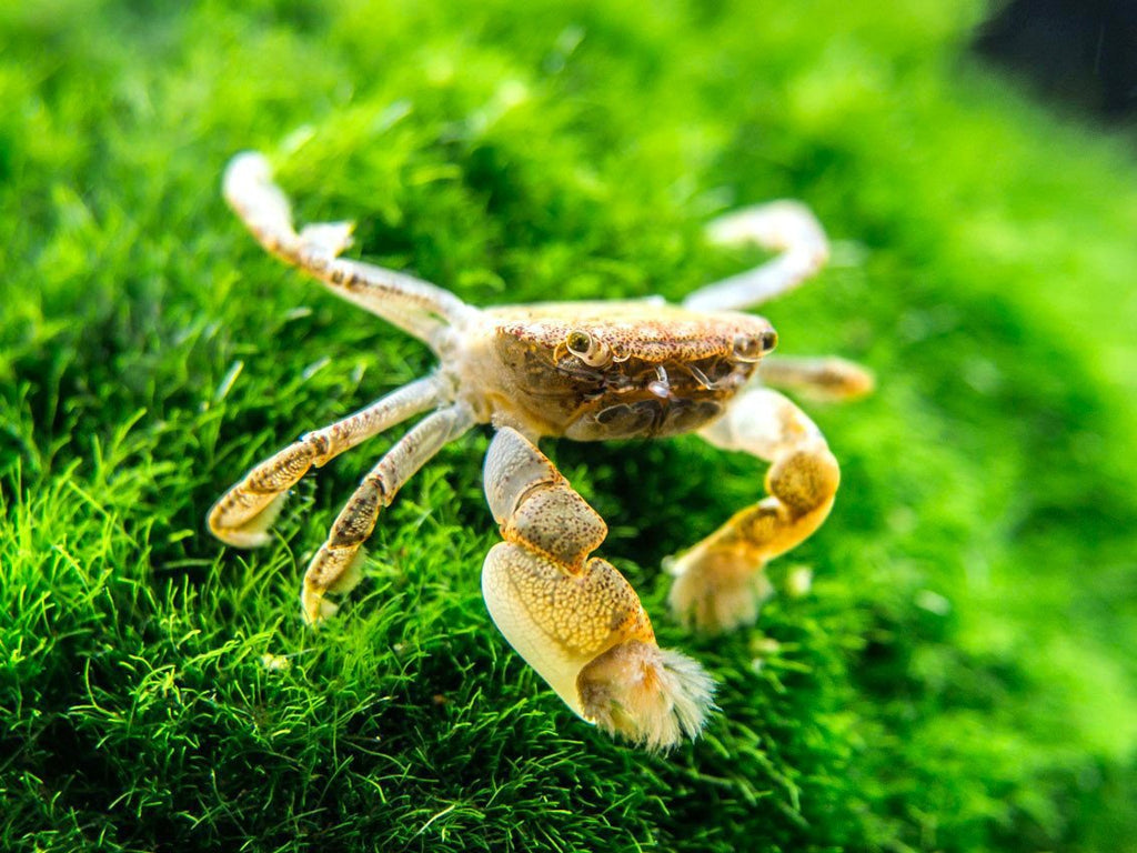 Are pom pom crabs freshwater?