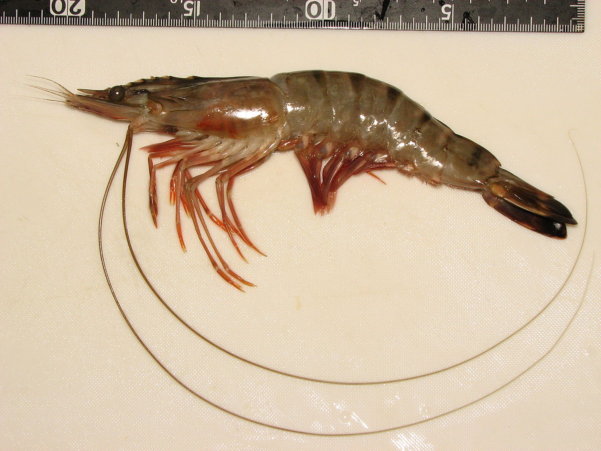 Are prawn invertebrates?