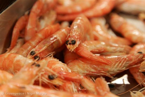 Are prawns cheap in Australia?