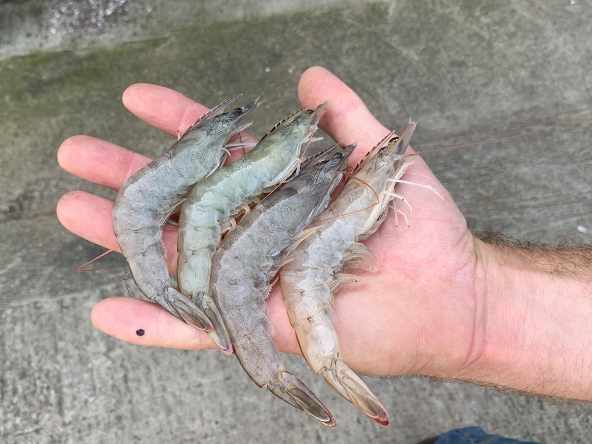Are prawns farmed or fished?