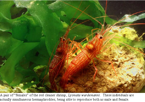 Are prawns hermaphrodites?