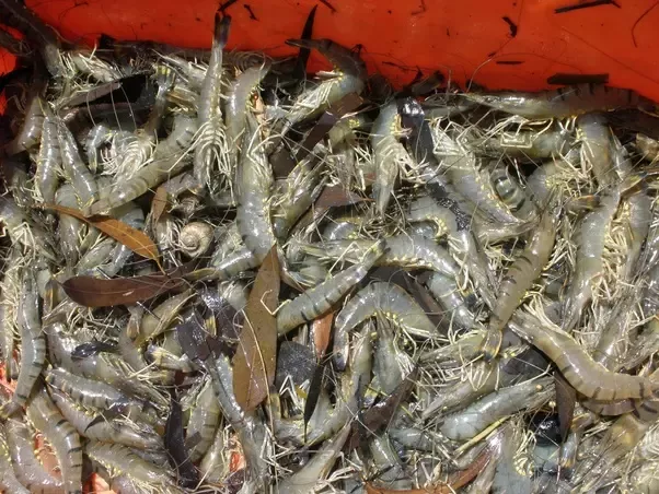 Are prawns killed humanely?