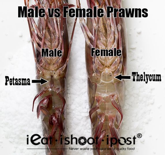 Are prawns male or female?