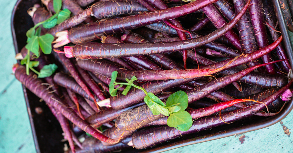 Are purple carrots healthier than orange?