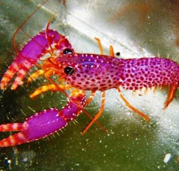Are purple lobsters reef safe?