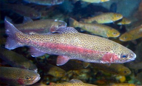 Are rainbow trout native to UK?