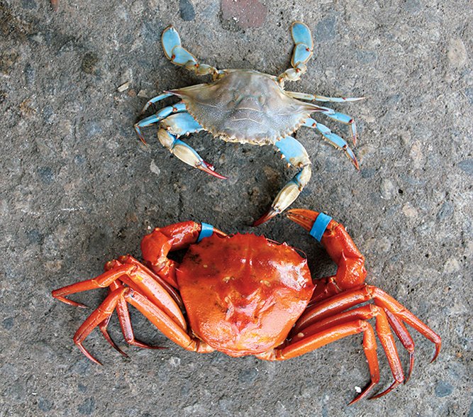 Are red crabs good?