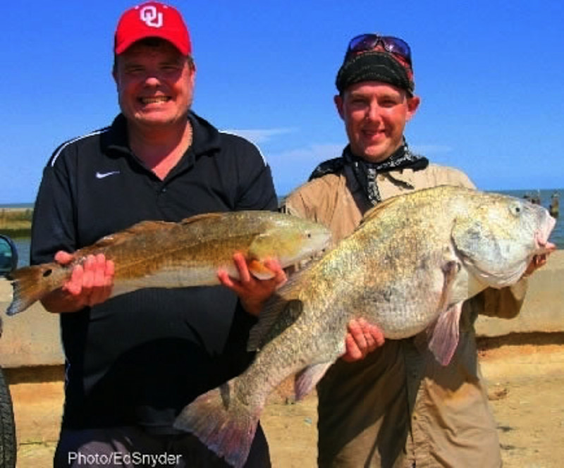 Are red drum and black drum the same?