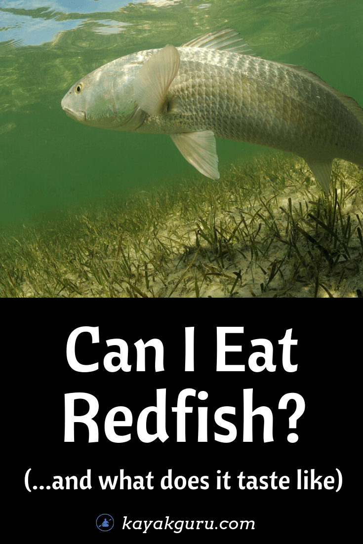 Are red fish good to eat?