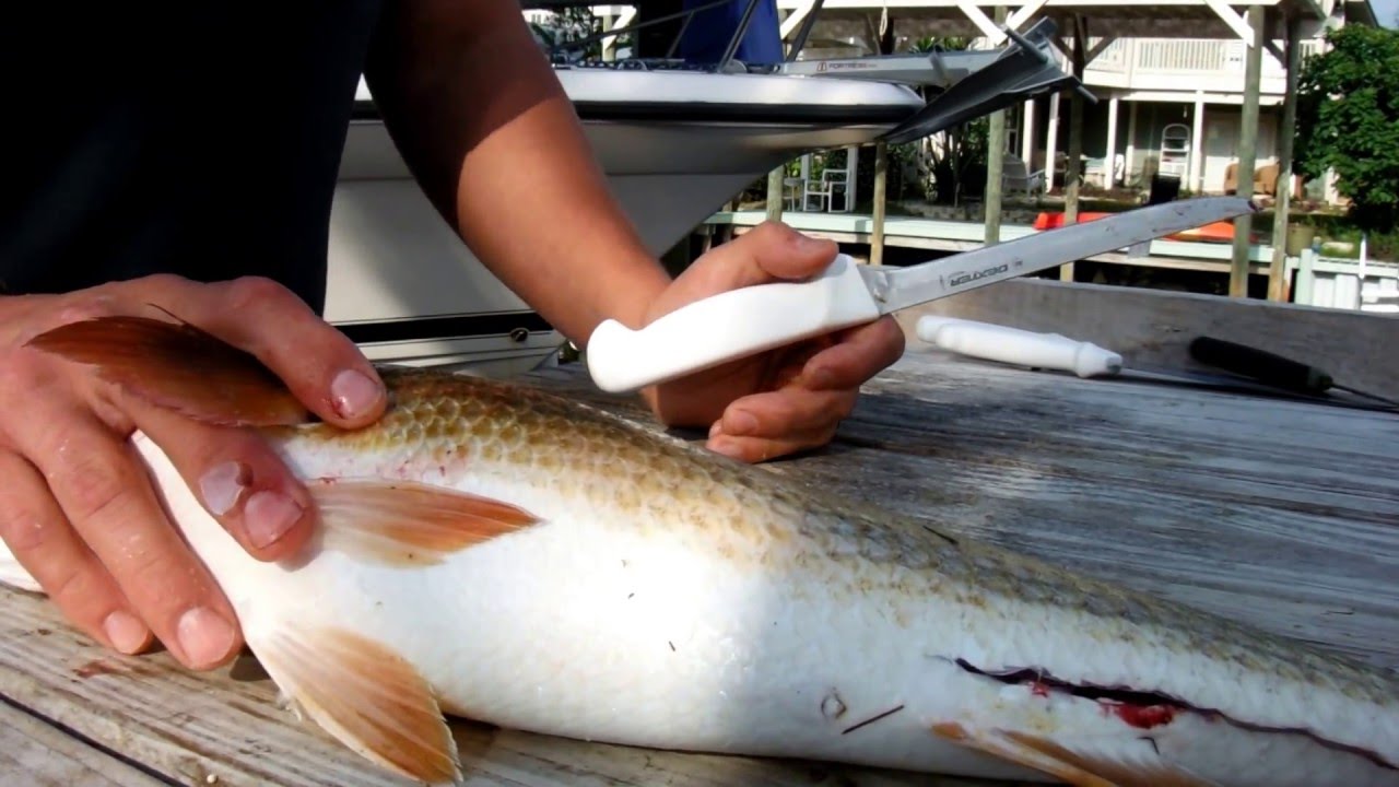Are redfish clean?