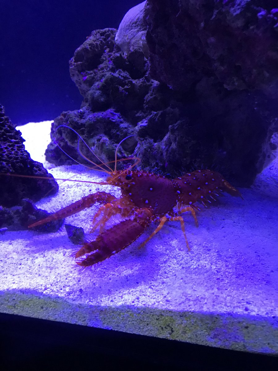 Are Reef Lobsters aggressive?