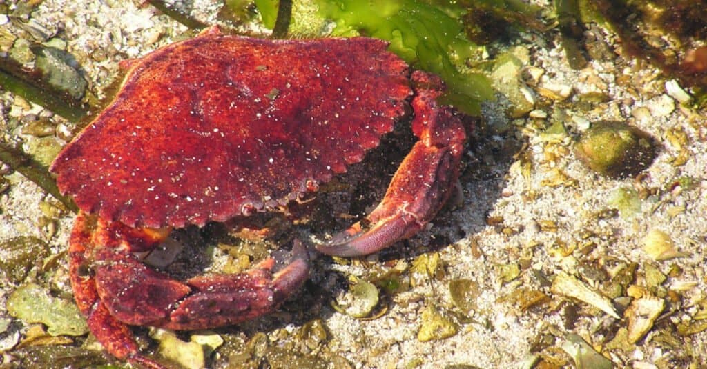 Are rock crabs aggressive?