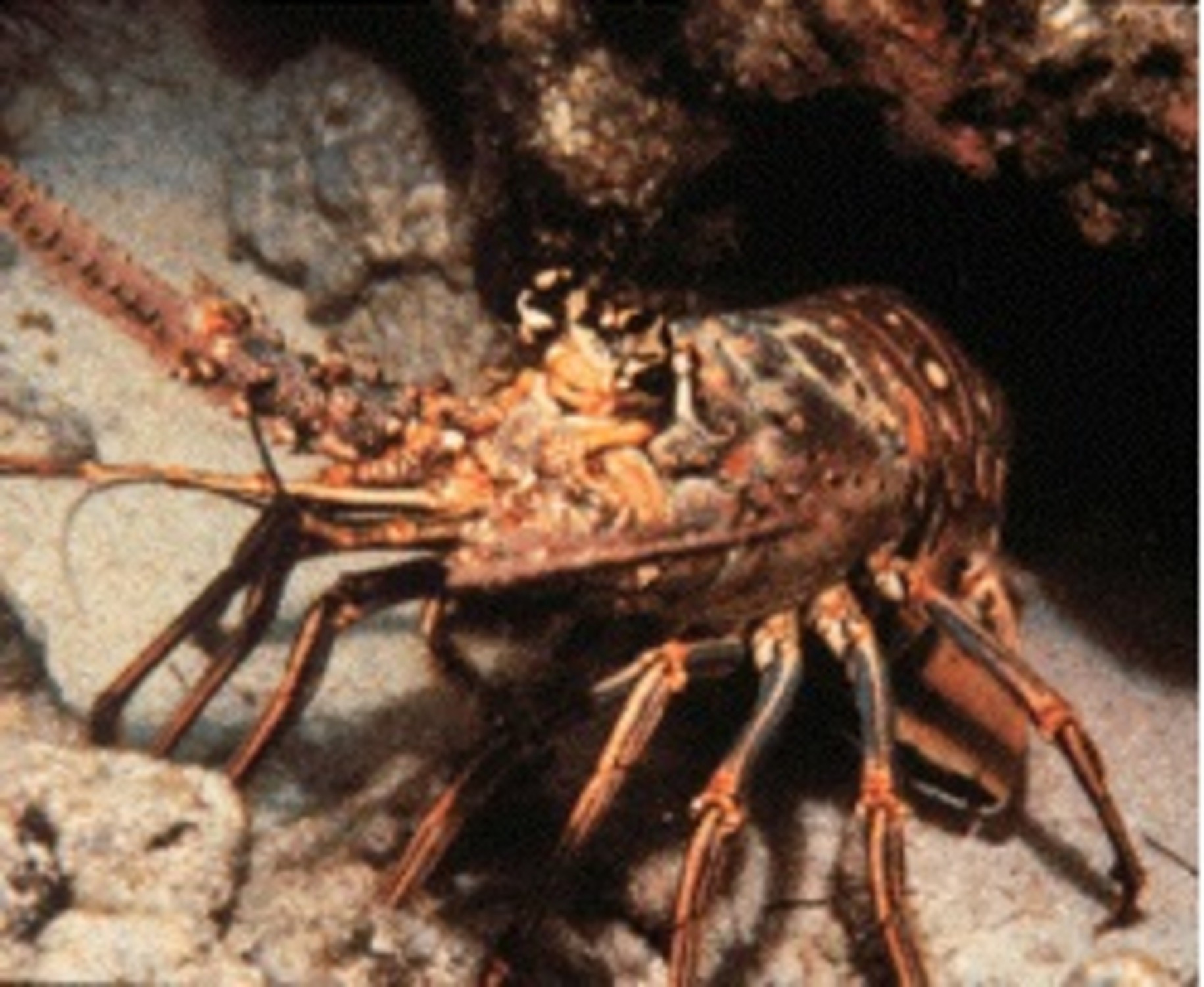 Are rock lobsters real lobsters?