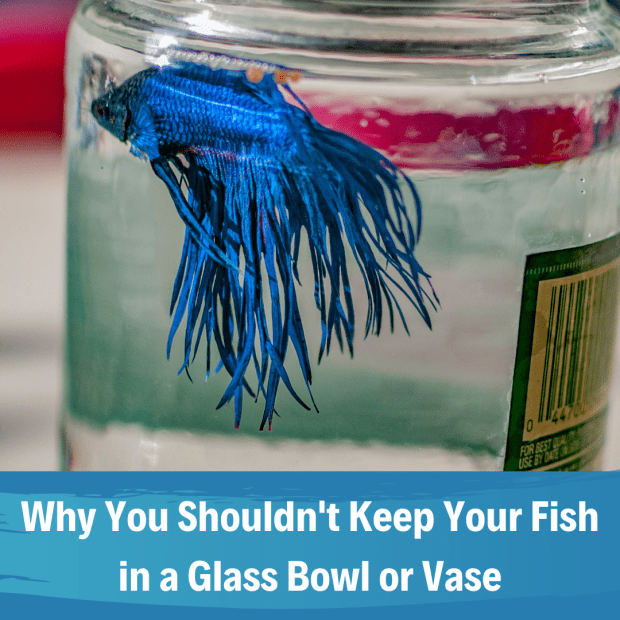 Are round fish bowls bad for fish?