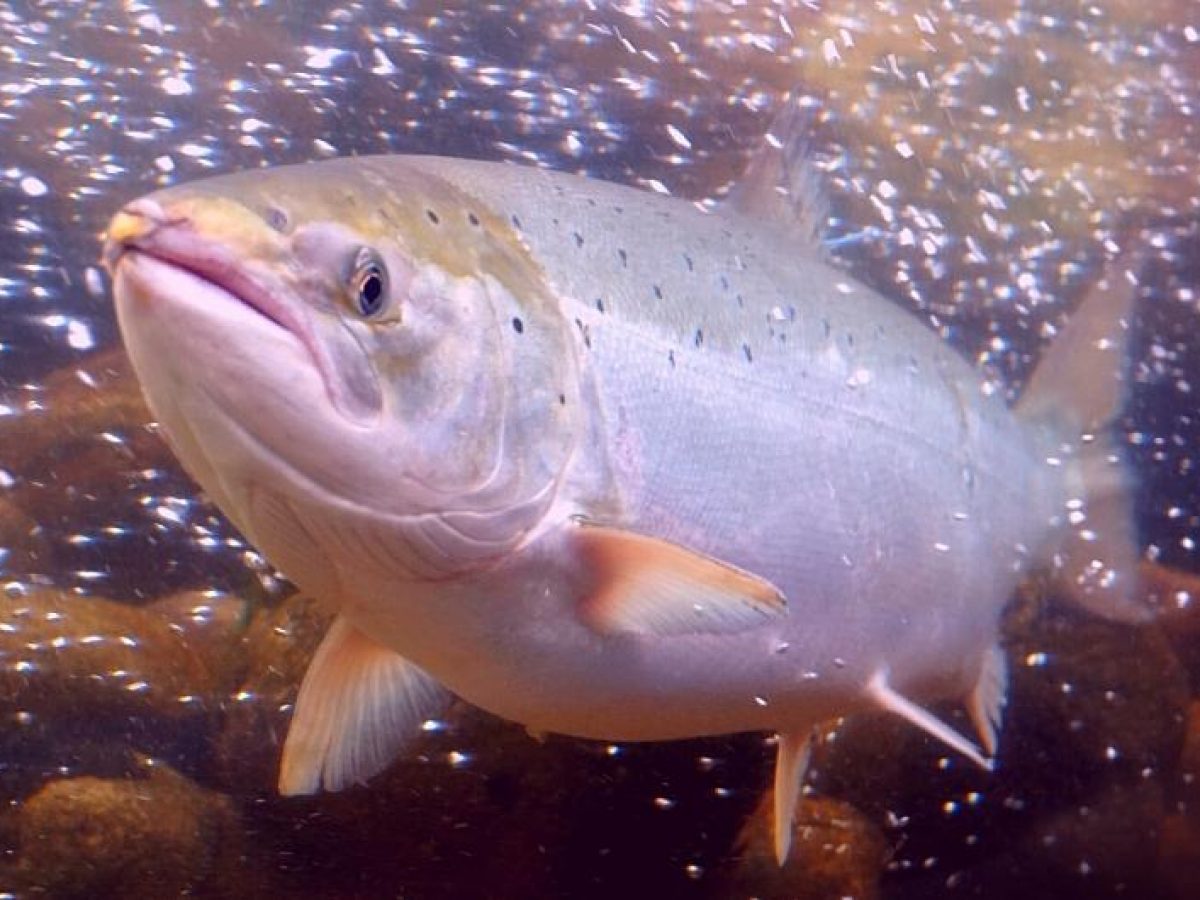 Are salmon piscivores?