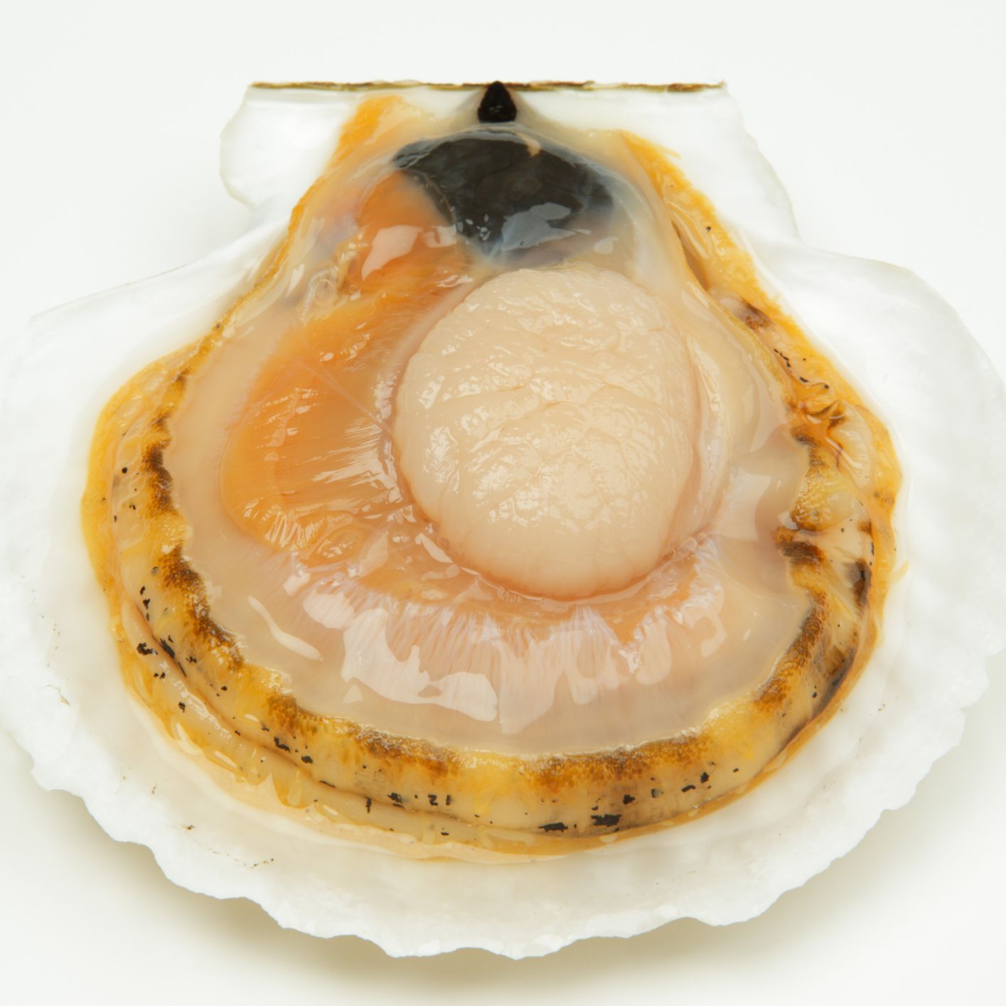 Are scallops living creatures?