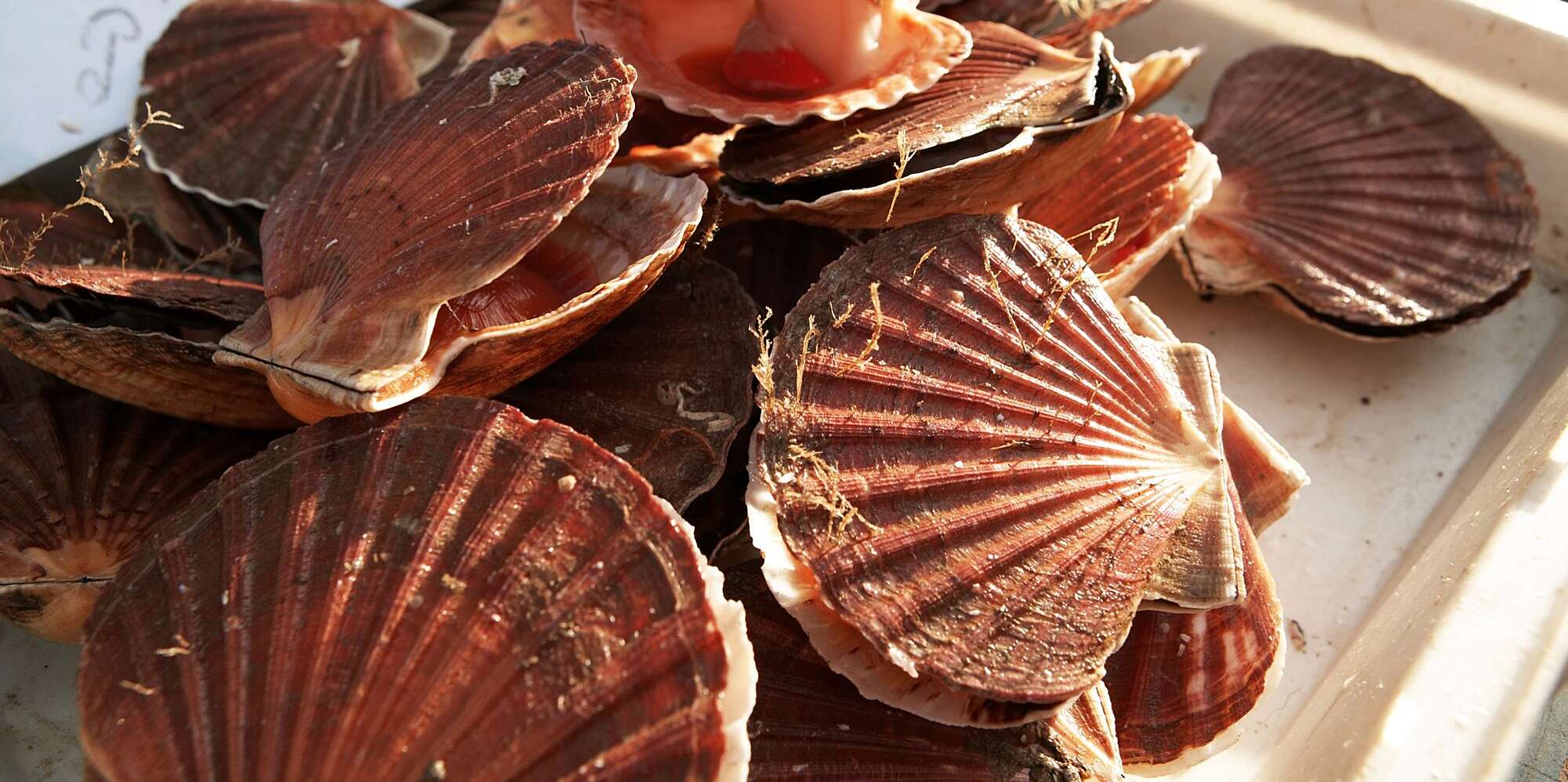 Are scallops salt water or freshwater?