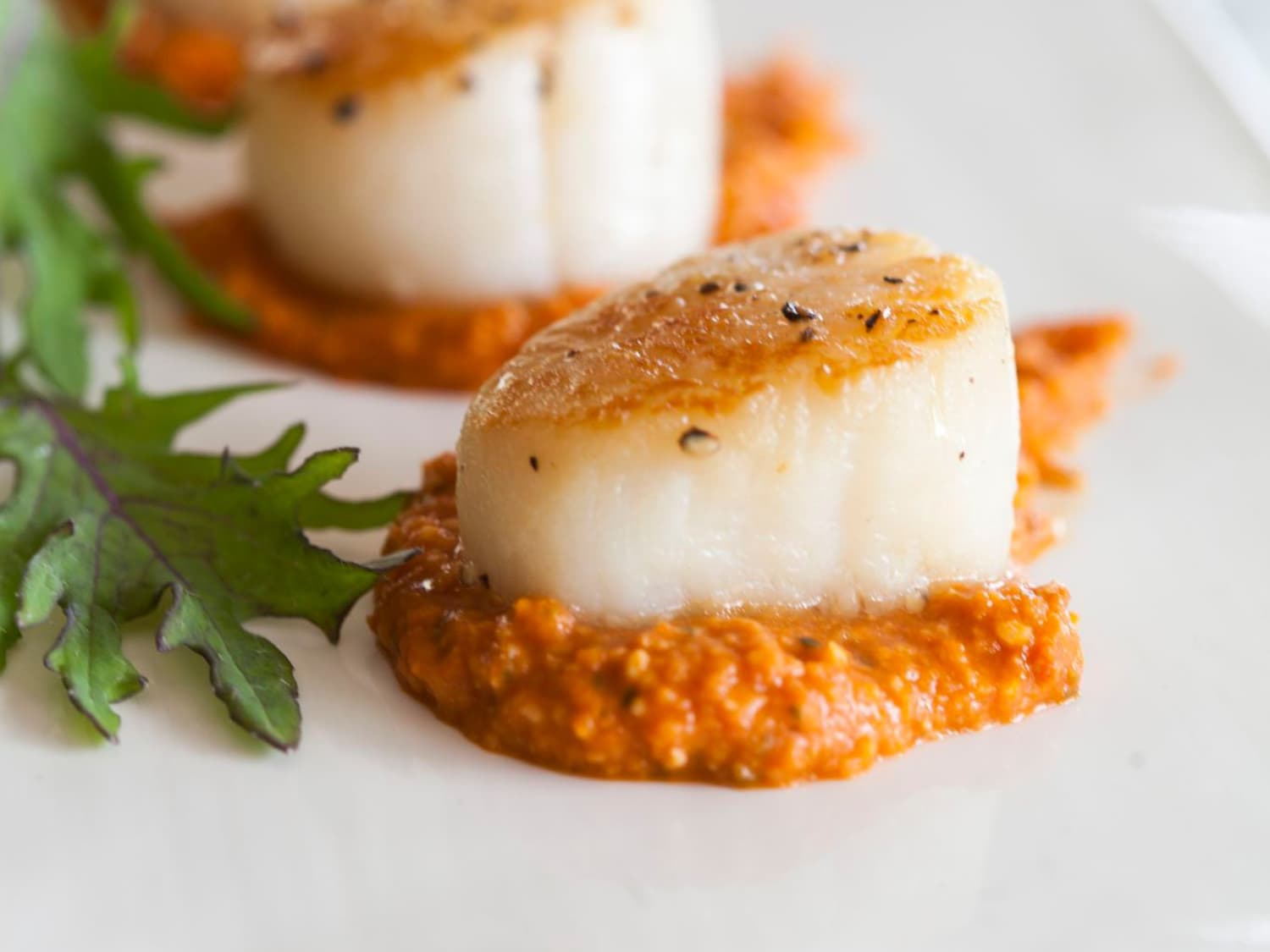 Are scallops sustainably caught?