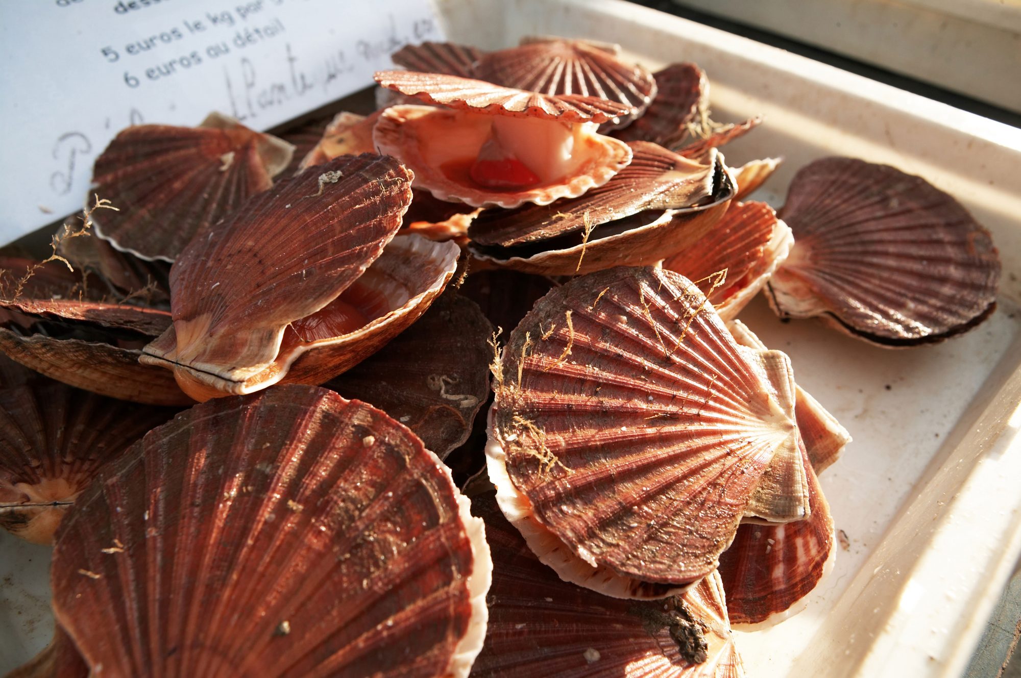 Are sea scallops really scallops?