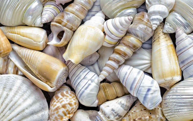 Are seashells a living thing?