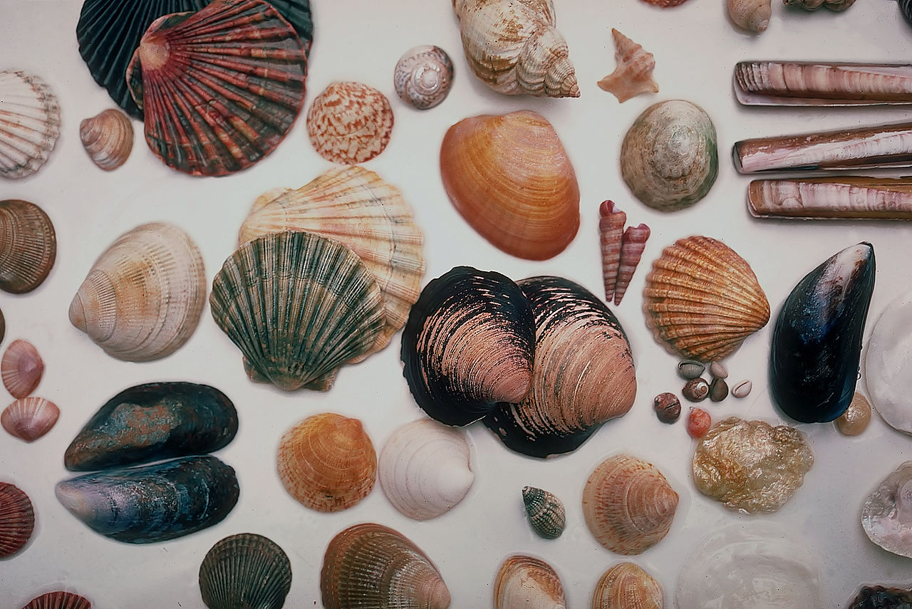 Are seashells the only kind of shell?