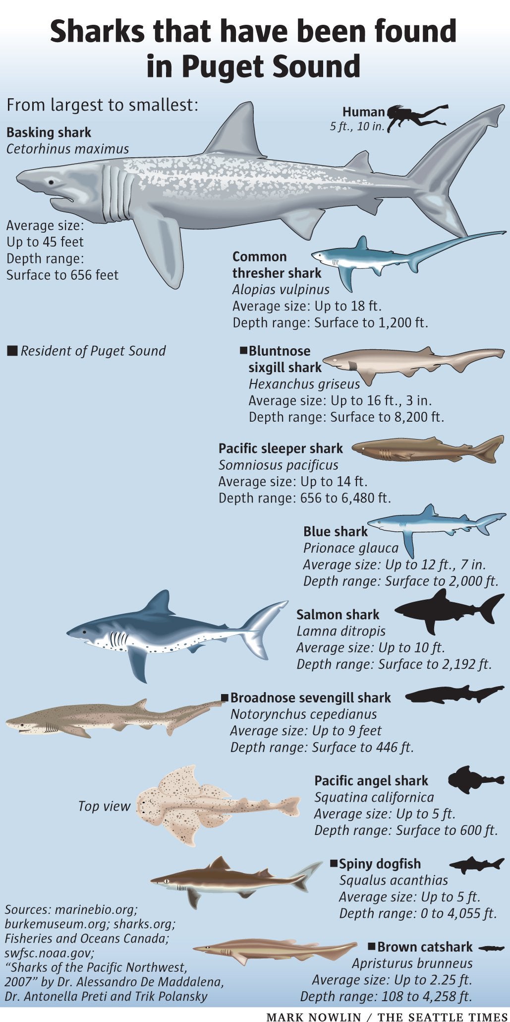 Are sharks in the Puget Sound?