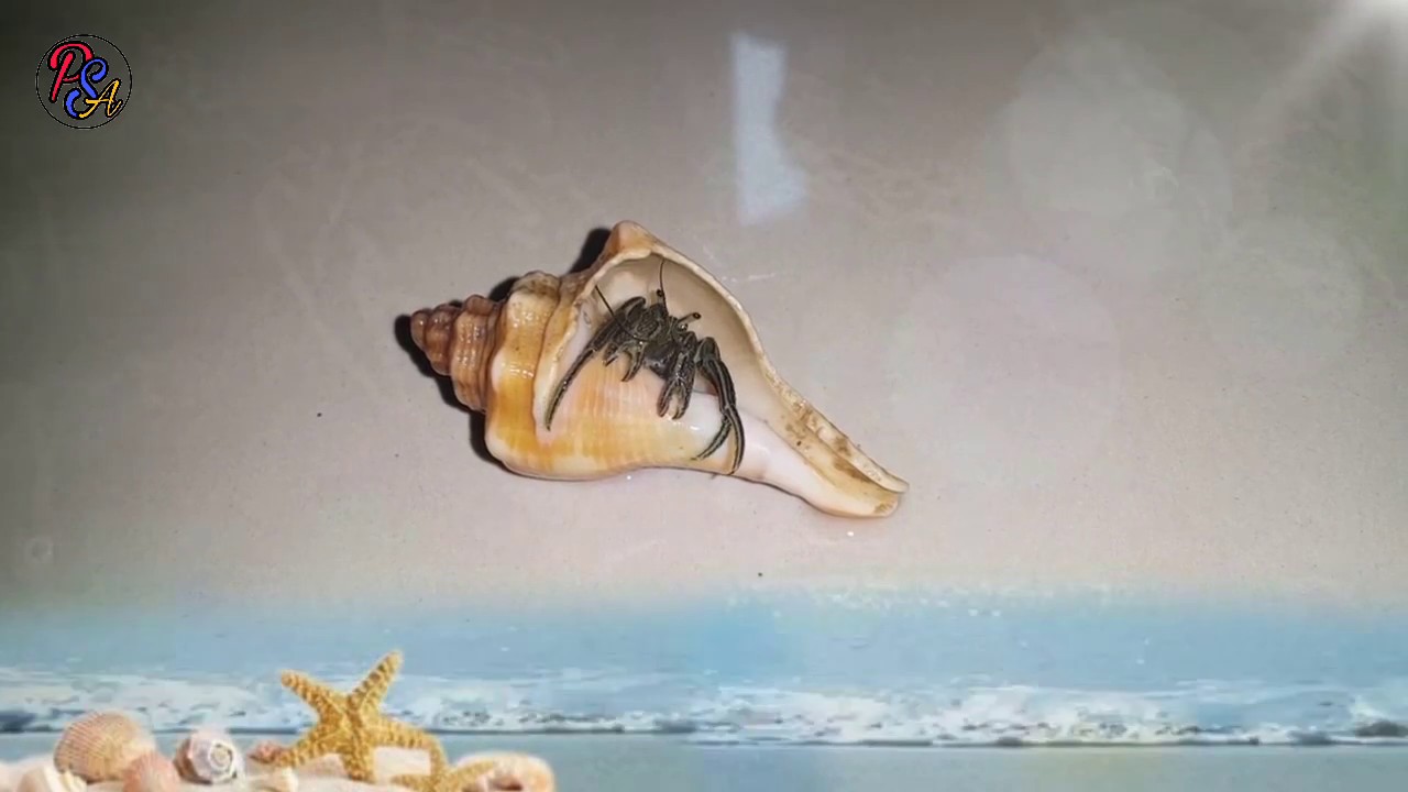 Are shells alive?