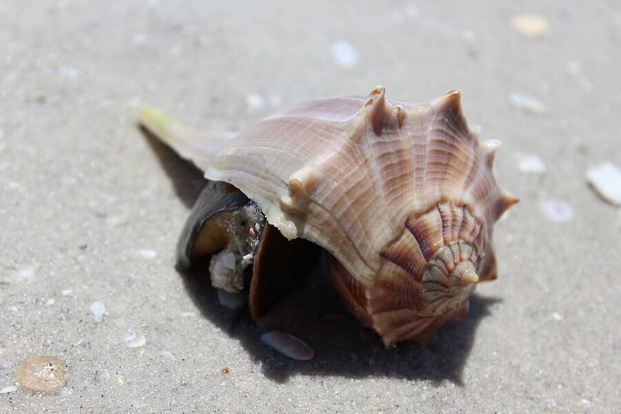 Are shells at the beach alive?