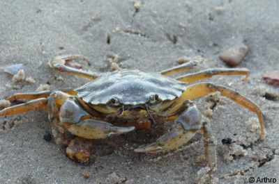 Are shore crabs edible UK?