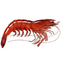 Are shrimp crustaceans or shellfish?