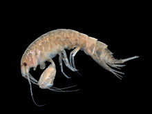 Are shrimp crustaceans?