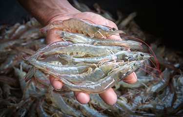 Are shrimp farmed in the US?