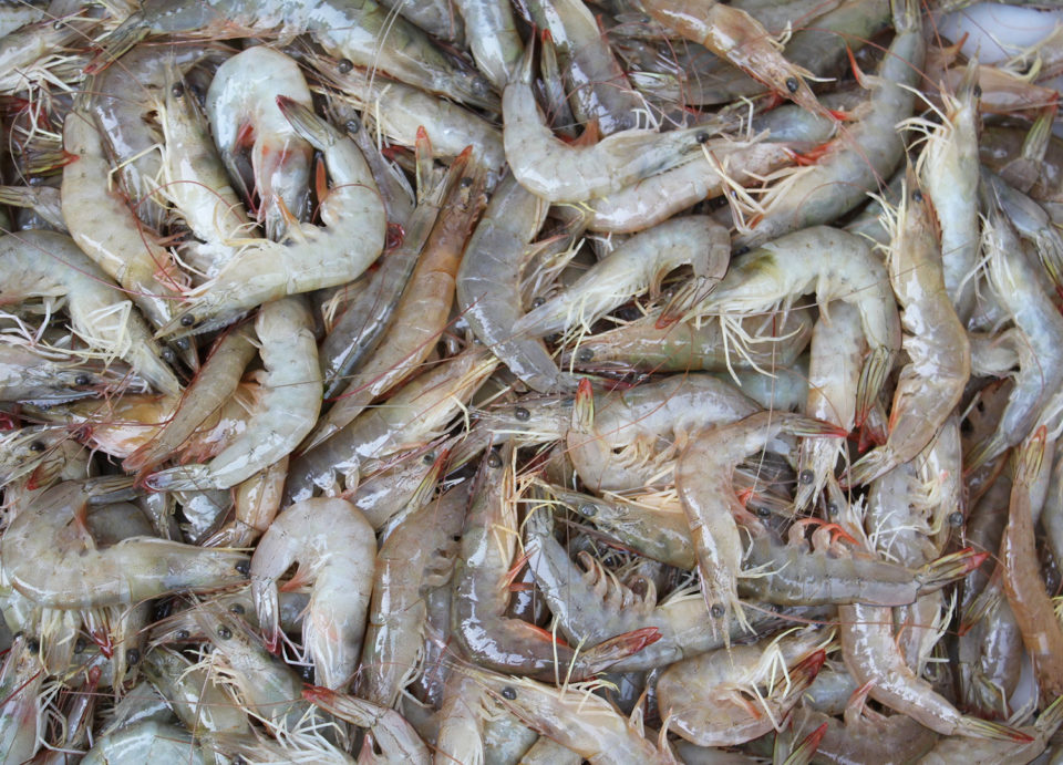 Are shrimp given antibiotics?