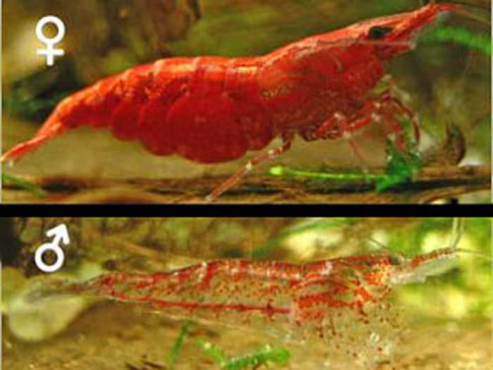 Are shrimps born male and turn female?