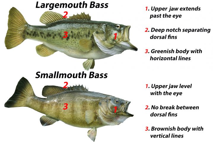 Are smallmouth bass more aggressive than largemouth?