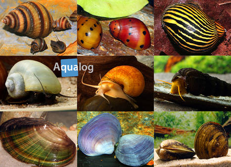 Are snails and mussels the same thing?