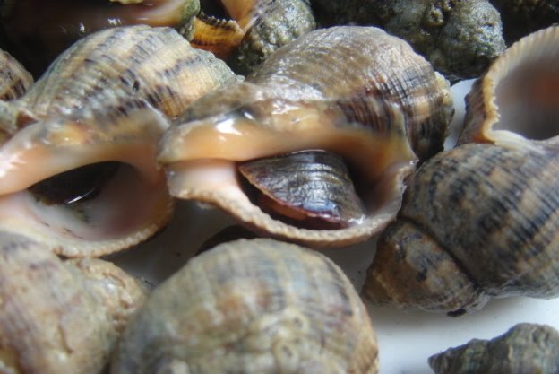 Are snails and oysters in the same family?