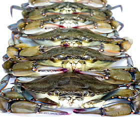 Are soft shell crabs in season in Maryland?