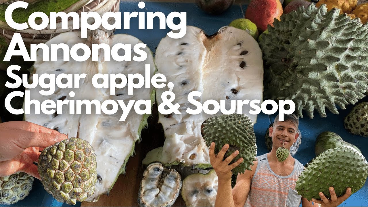 Are soursop and sweet apple the same?