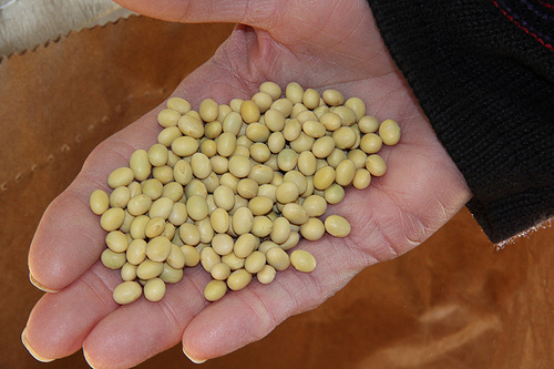 Are Soybean hard to digest?