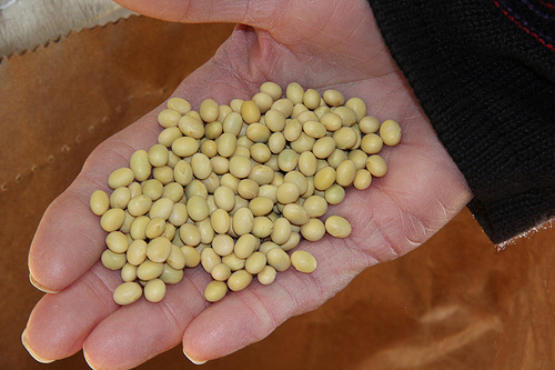 Are soybeans hard to digest?