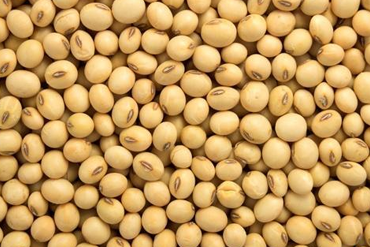 Are soybeans native to Asia?