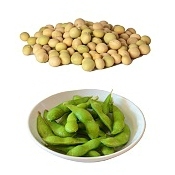 Are soybeans native to Japan?