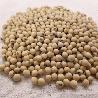 Are soybeans white?