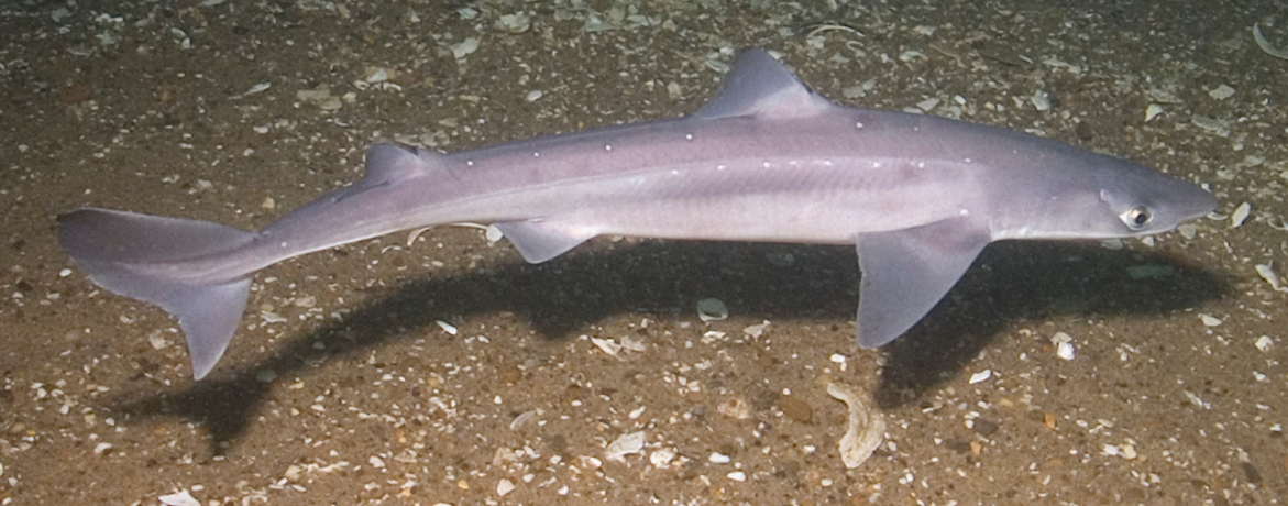 Are spiny dogfish rare?