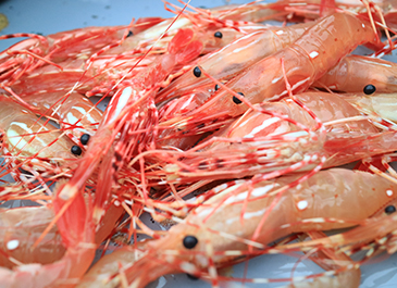 Are spot prawns a sustainable seafood choice?