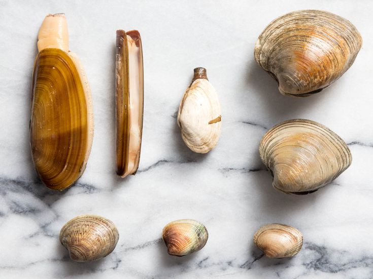 Are steamers and little neck clams the same?