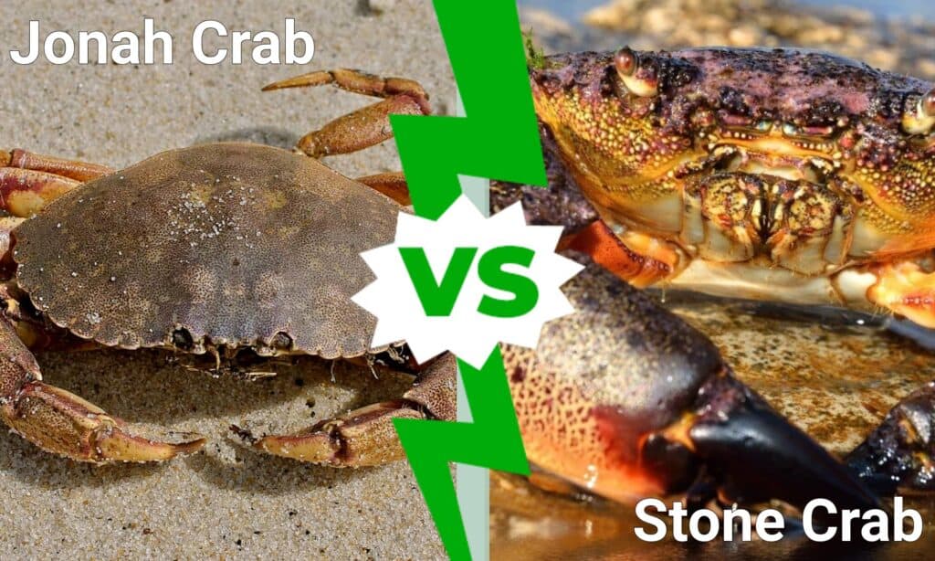 Are stone crabs and Jonah crabs the same?
