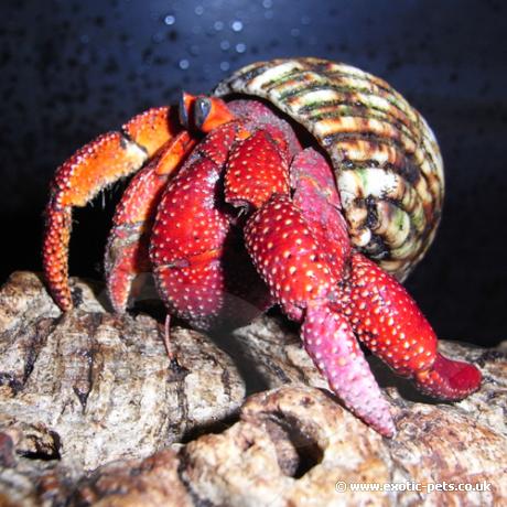 Are strawberry hermit crabs good pets?